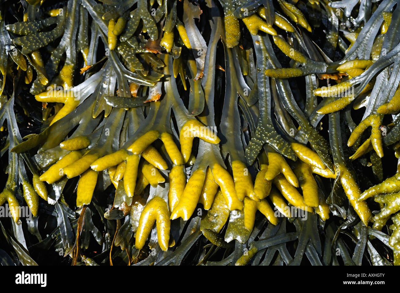 Pacific rockweed -Fotos und -Bildmaterial in hoher Auflösung – Alamy