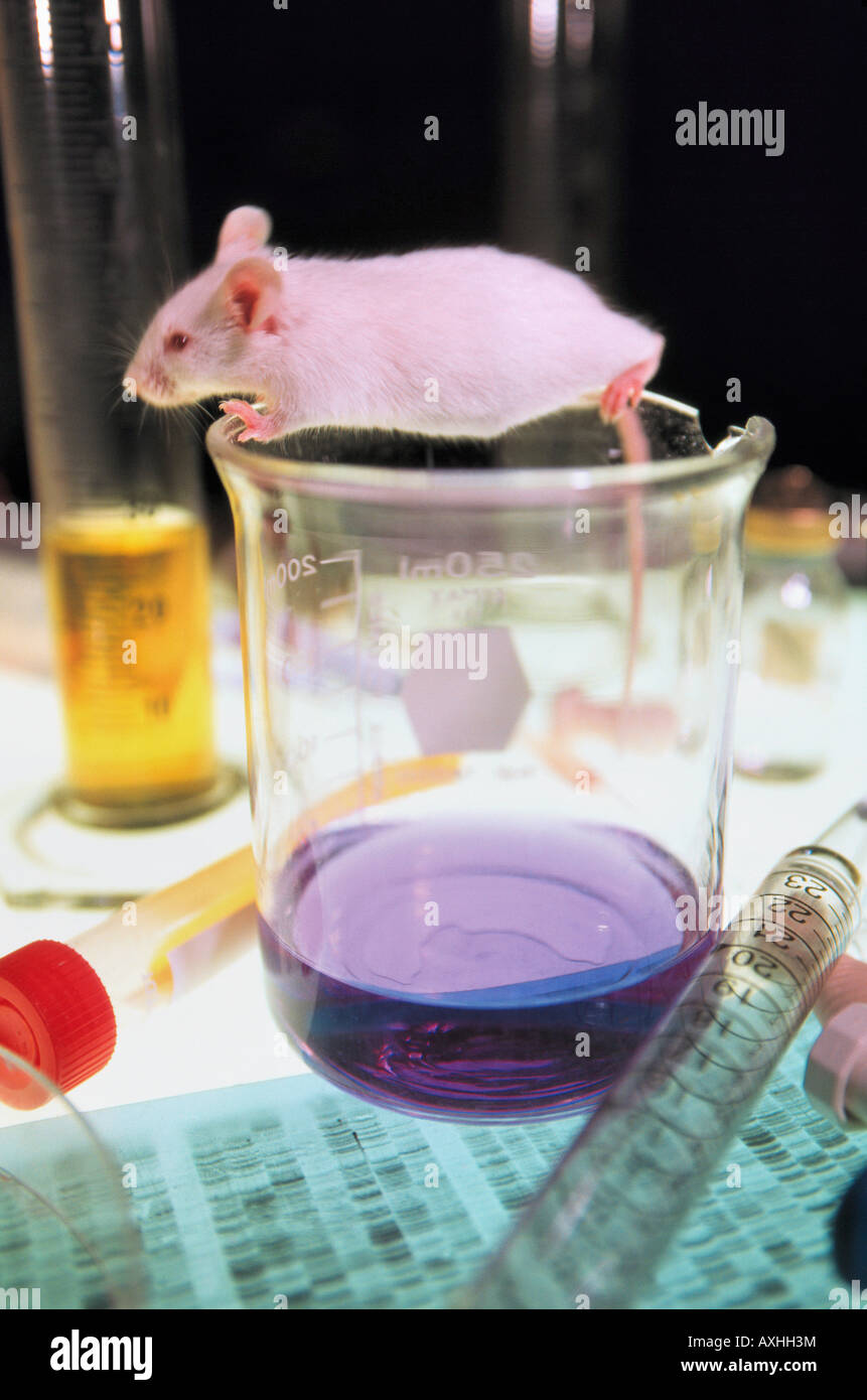 Maus experiment -Fotos und -Bildmaterial in hoher Auflösung – Alamy