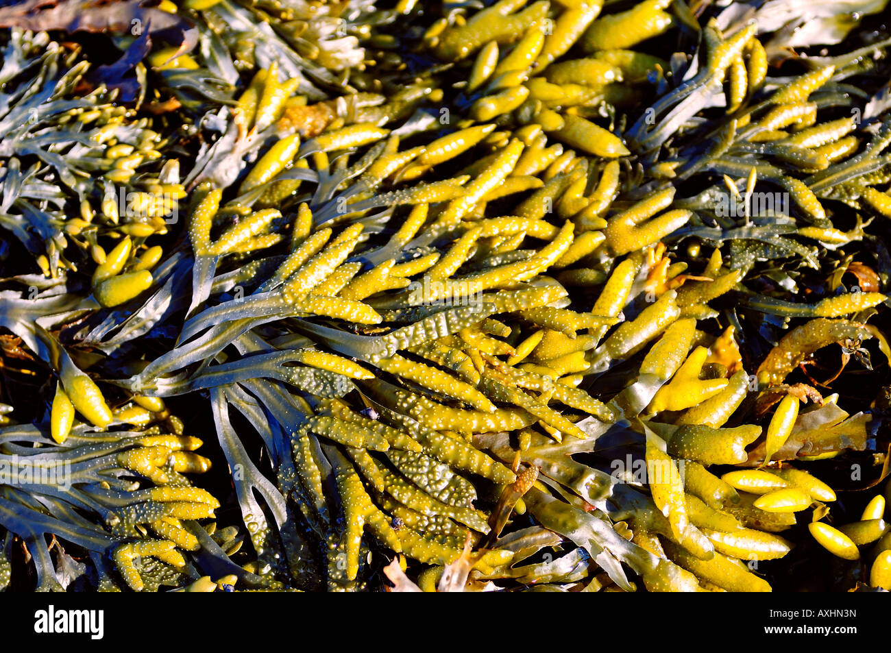 Pacific rockweed -Fotos und -Bildmaterial in hoher Auflösung – Alamy