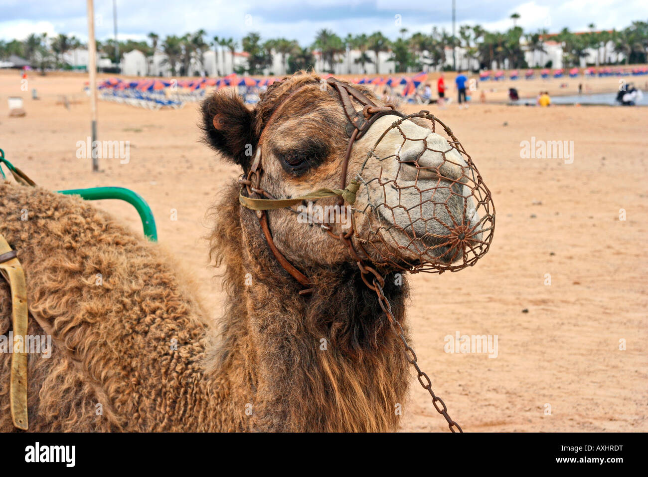 Camel fuerteventura -Fotos und -Bildmaterial in hoher Auflösung – Alamy