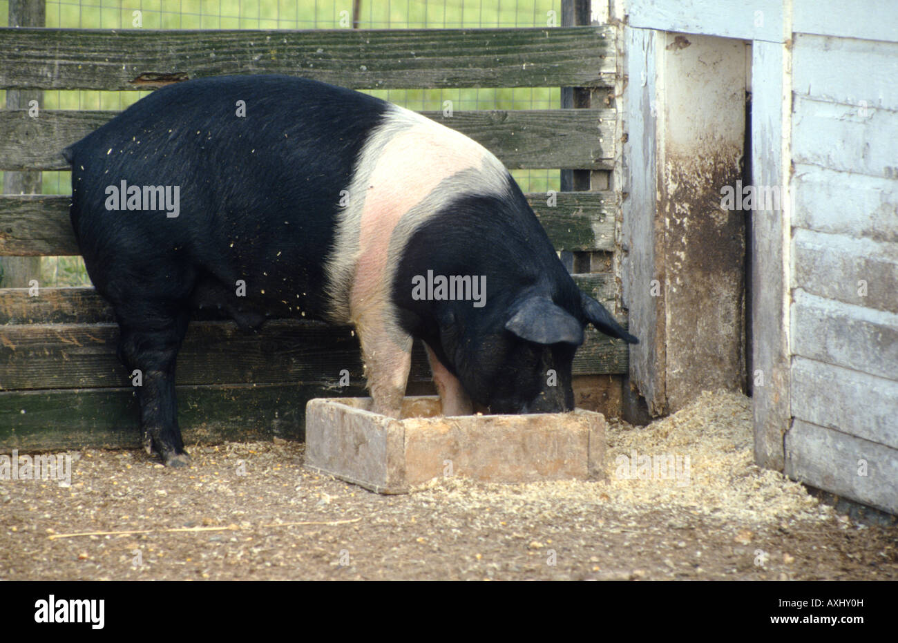 Feed trough -Fotos und -Bildmaterial in hoher Auflösung – Alamy