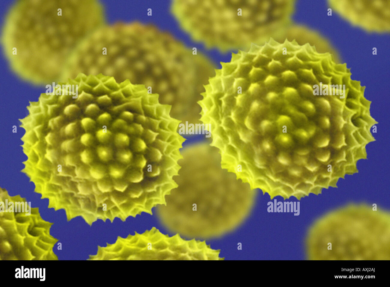 Pollen Grain Stockfotos und -bilder Kaufen - Alamy