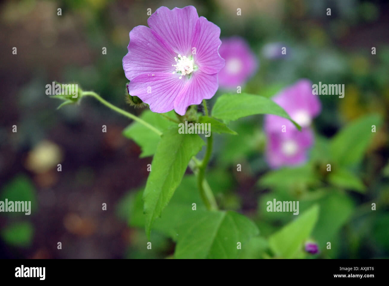 Angespornter anoda -Fotos und -Bildmaterial in hoher Auflösung – Alamy