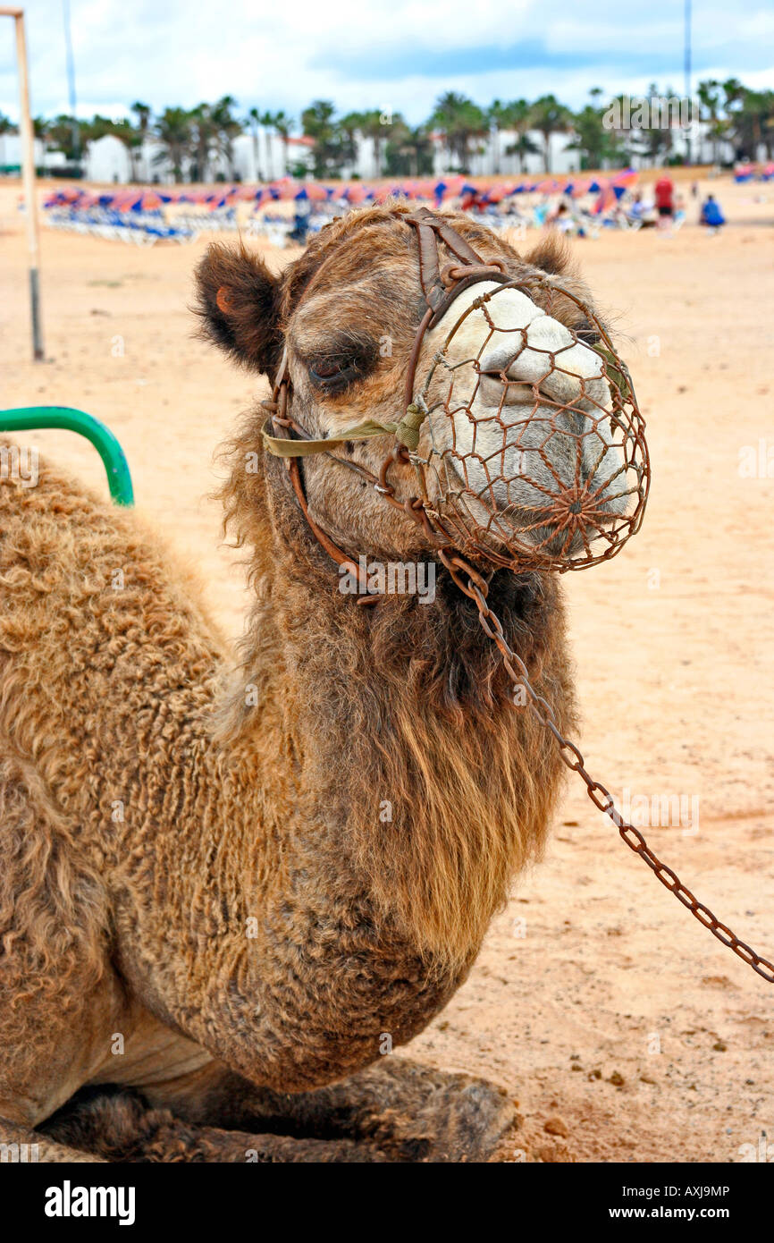 Camel Fuerteventura Stockfotos und -bilder Kaufen - Alamy