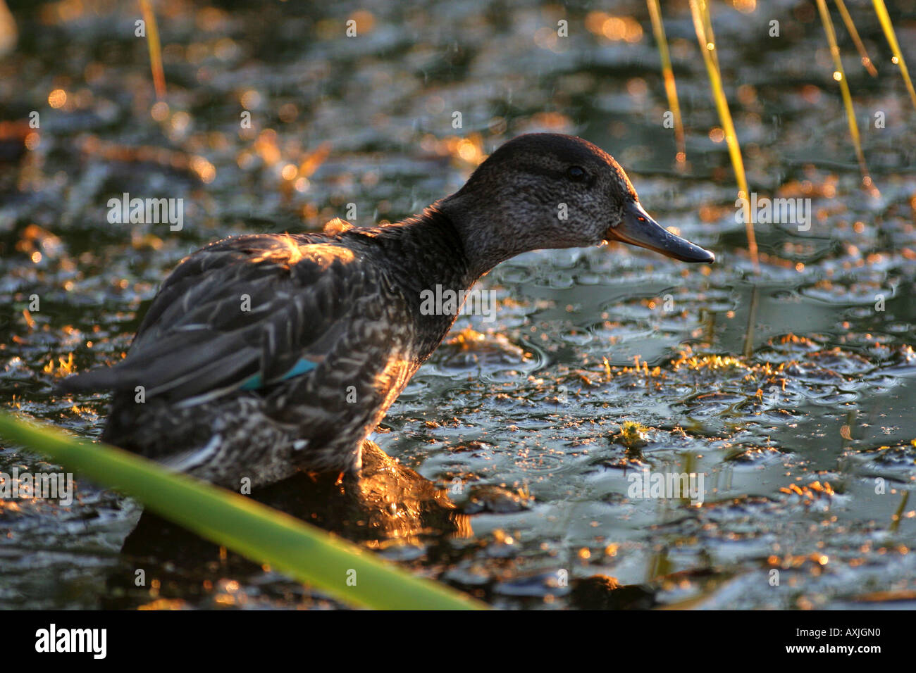 die kleinsten Entenarten in Europa, von kleinen Teichen und ...