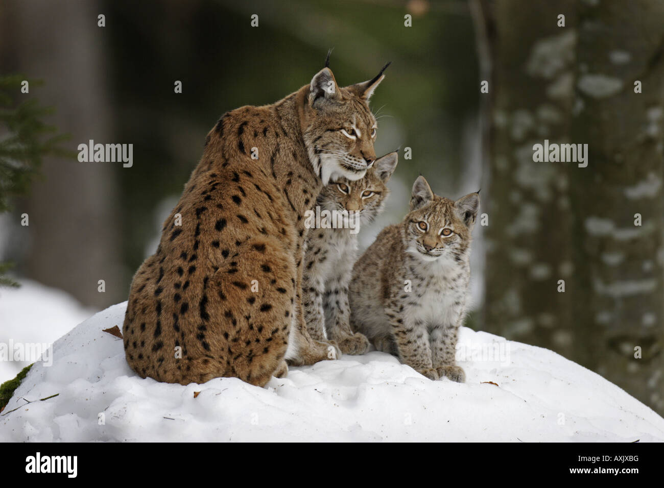 Luchs Juvenil Luchs weibliche junge Familie Stockfotografie - Alamy