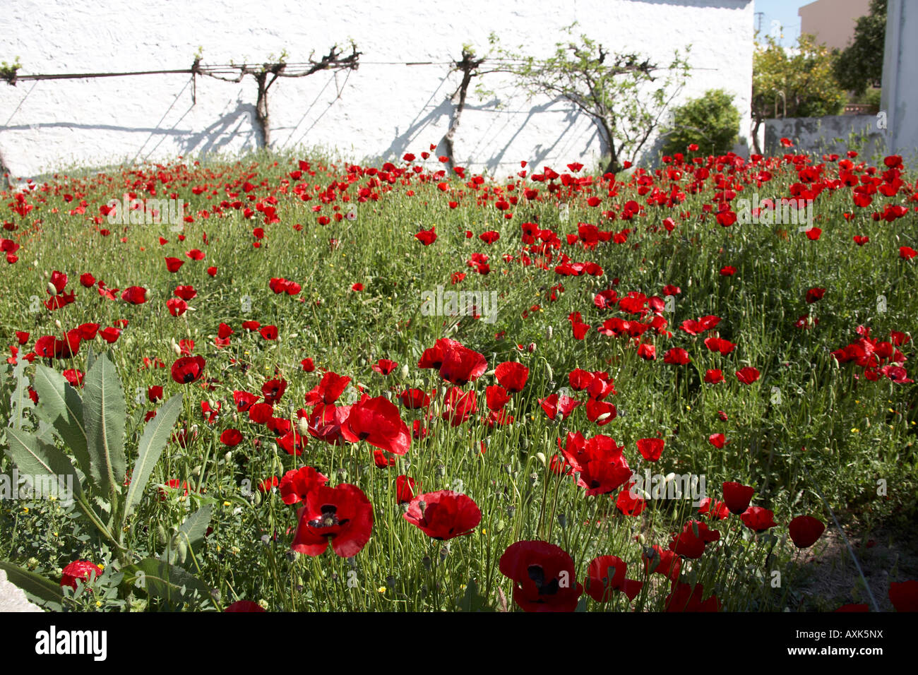 Garten der wilden roten Mohn Blumen in Kalyvia Attika oder Atiki ...
