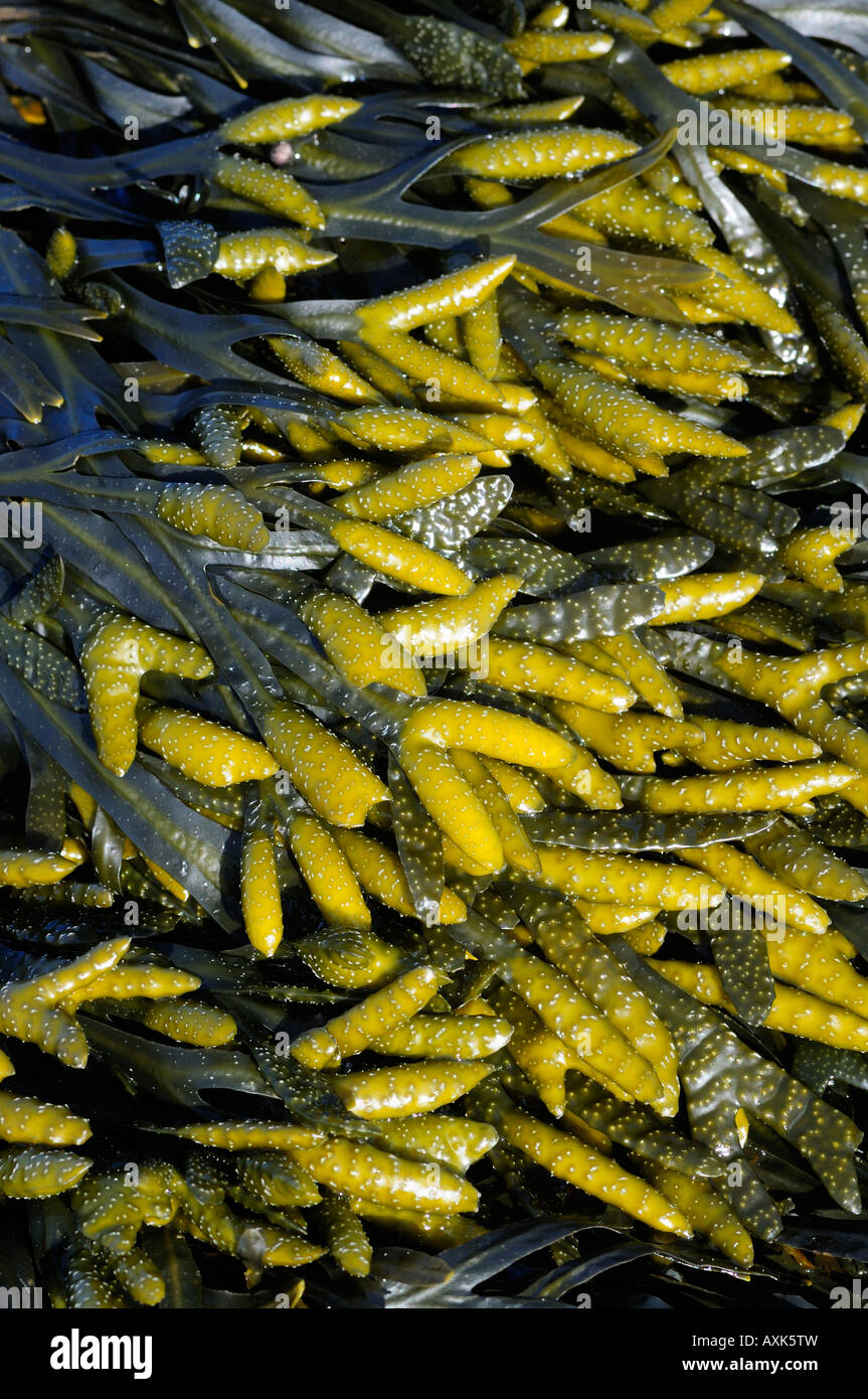 Pacific rockweed -Fotos und -Bildmaterial in hoher Auflösung – Alamy