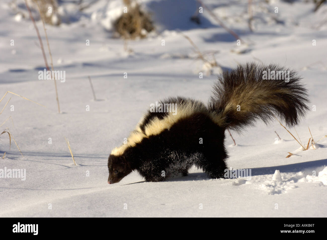 Stinktier im schnee -Fotos und -Bildmaterial in hoher Auflösung – Alamy