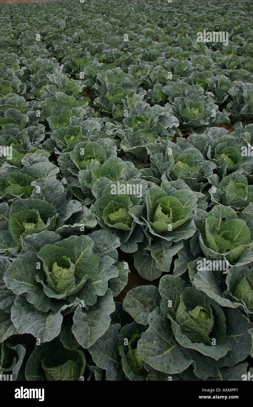 Felder der Kohl Stockfotografie - Alamy