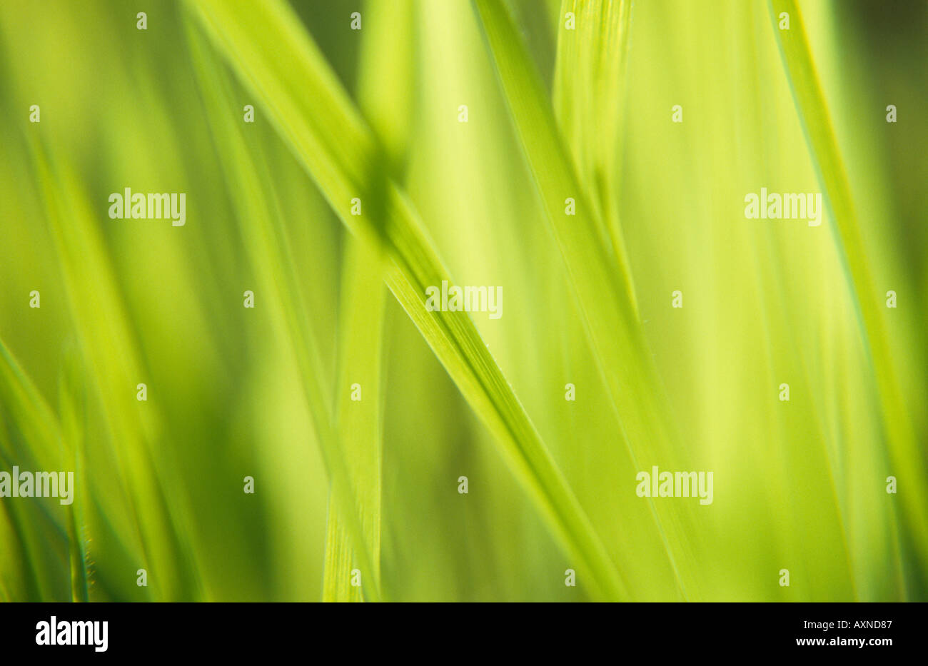 Sense langes gras -Fotos und -Bildmaterial in hoher Auflösung – Alamy