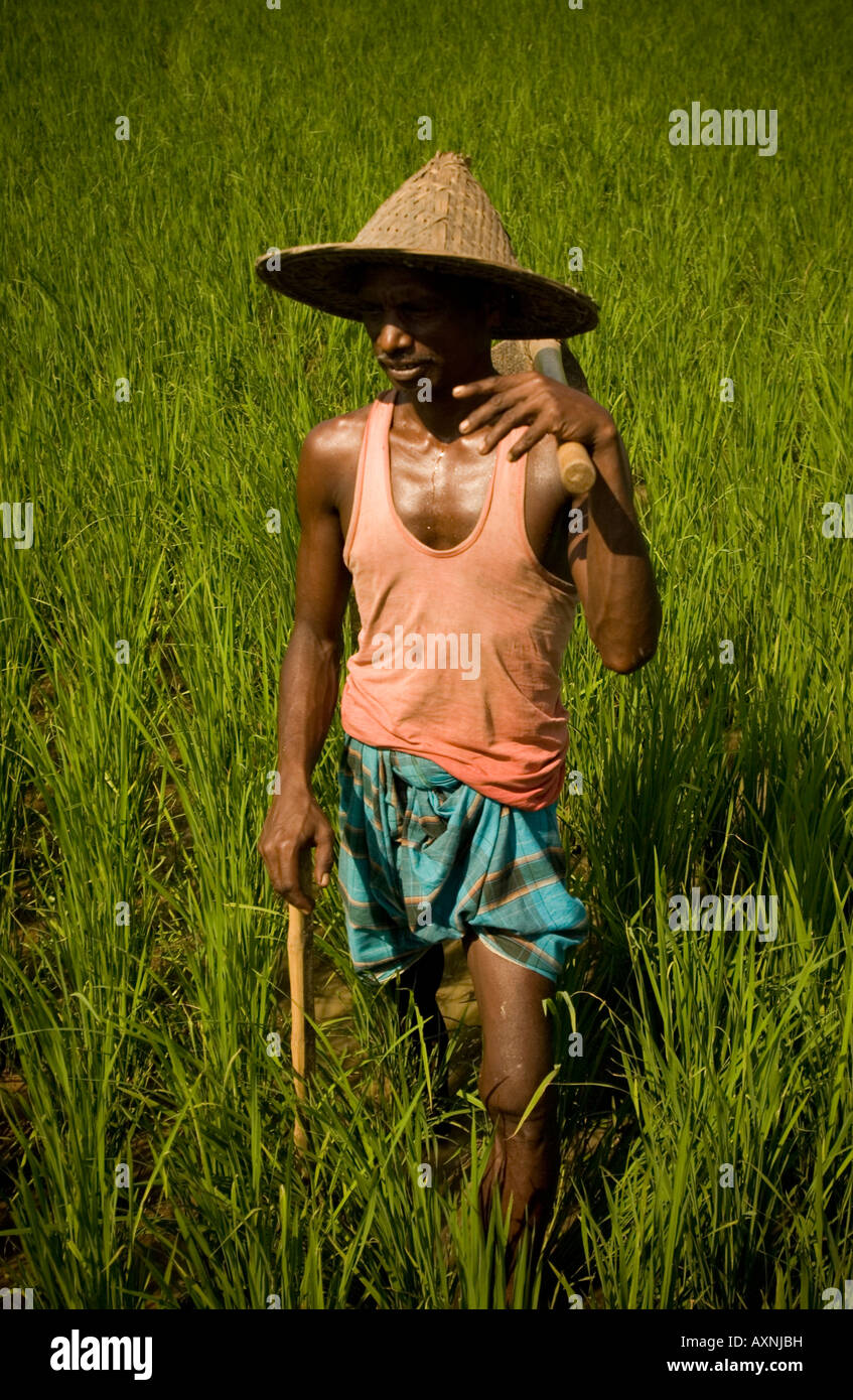Reis bauer -Fotos und -Bildmaterial in hoher Auflösung – Alamy