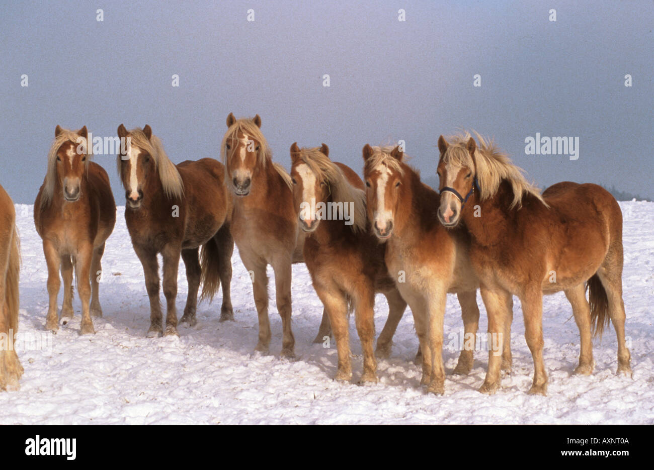 Stehendes pferd verschiedene tiere -Fotos und -Bildmaterial in hoher ...