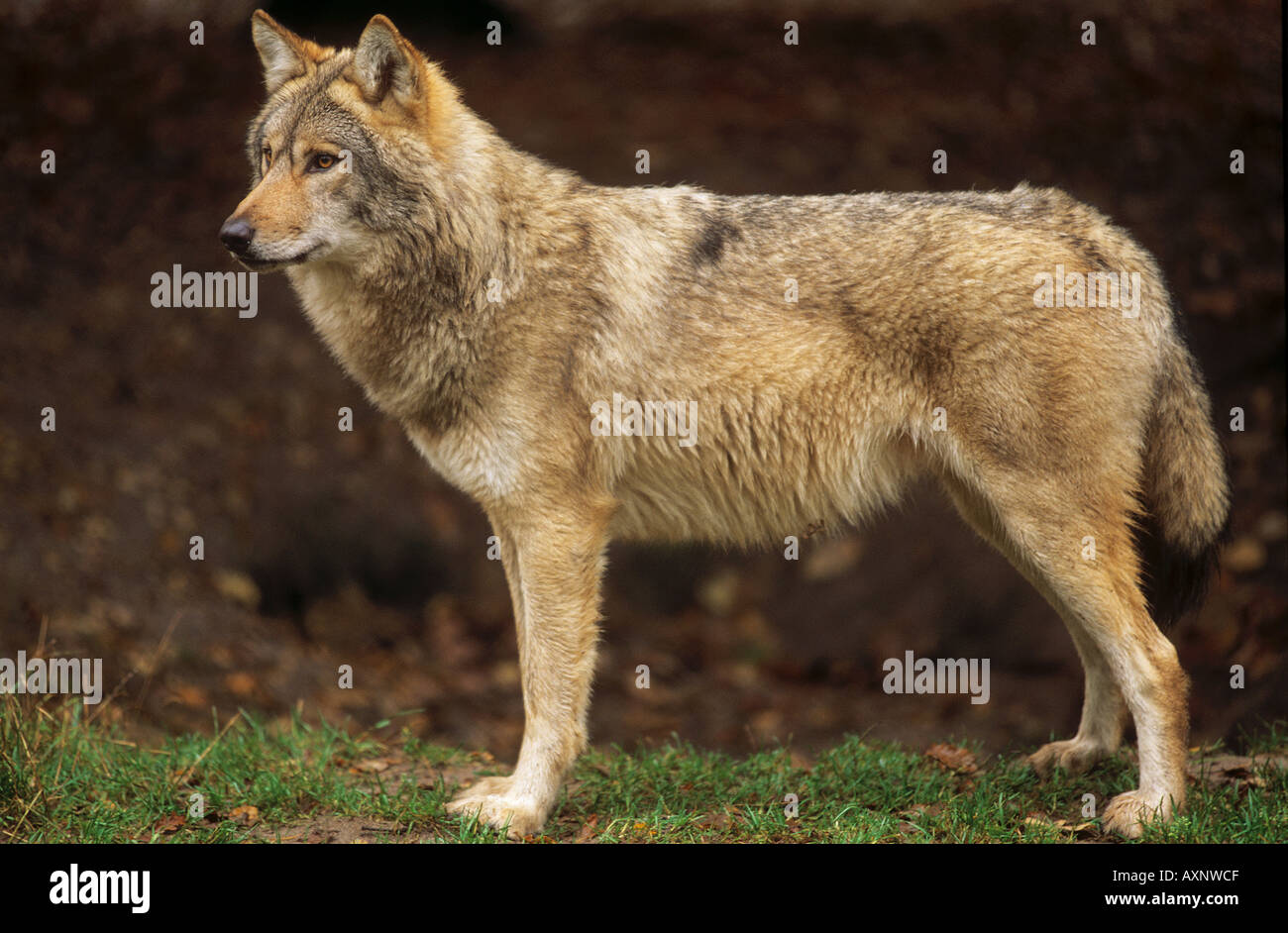 grauer Wolf - stehend / Canis Lupis Stockfotografie - Alamy