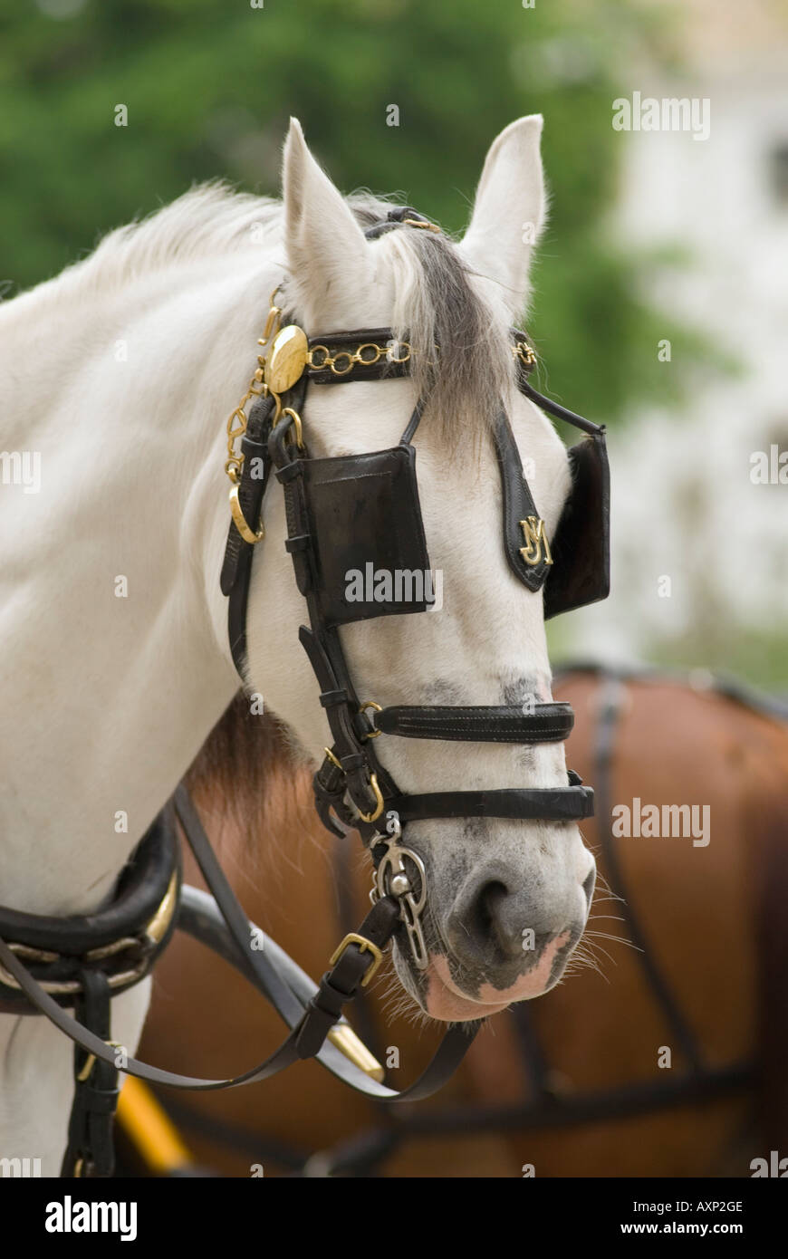 Die scheuklappen -Fotos und -Bildmaterial in hoher Auflösung – Alamy