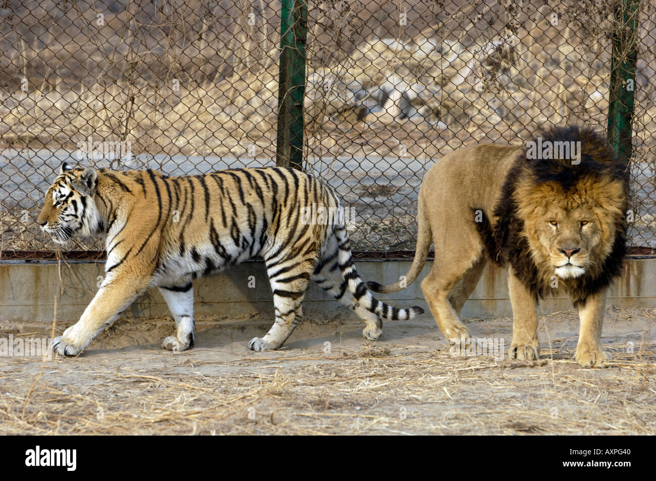 Ein Löwe-Tiger-cross(r) und einem Sibirien Tiger in Sibirien Tiger Park ...