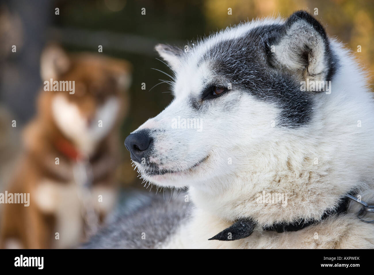 Inuit schlittenhunde -Fotos und -Bildmaterial in hoher Auflösung – Alamy