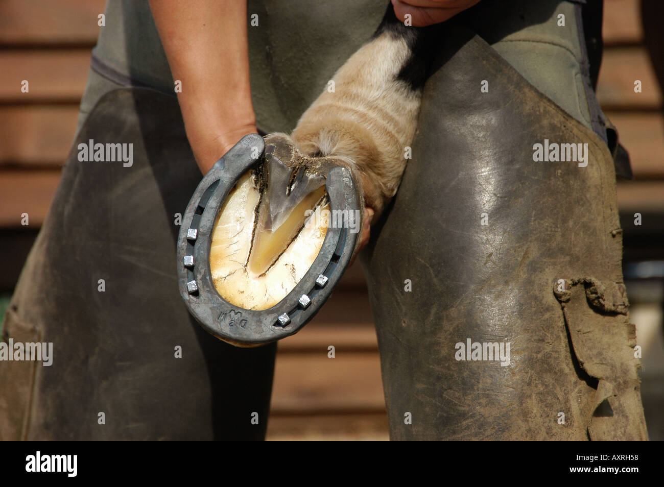 Schmied 6 Pferd immer neue Hufeisen Stockfotografie - Alamy