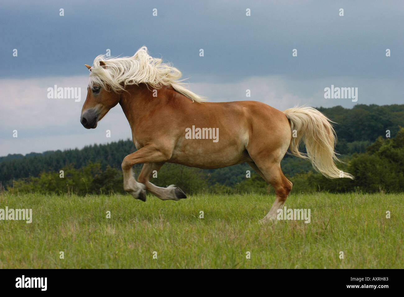 Haflinger running on -Fotos und -Bildmaterial in hoher Auflösung - Seite 2 - Alamy