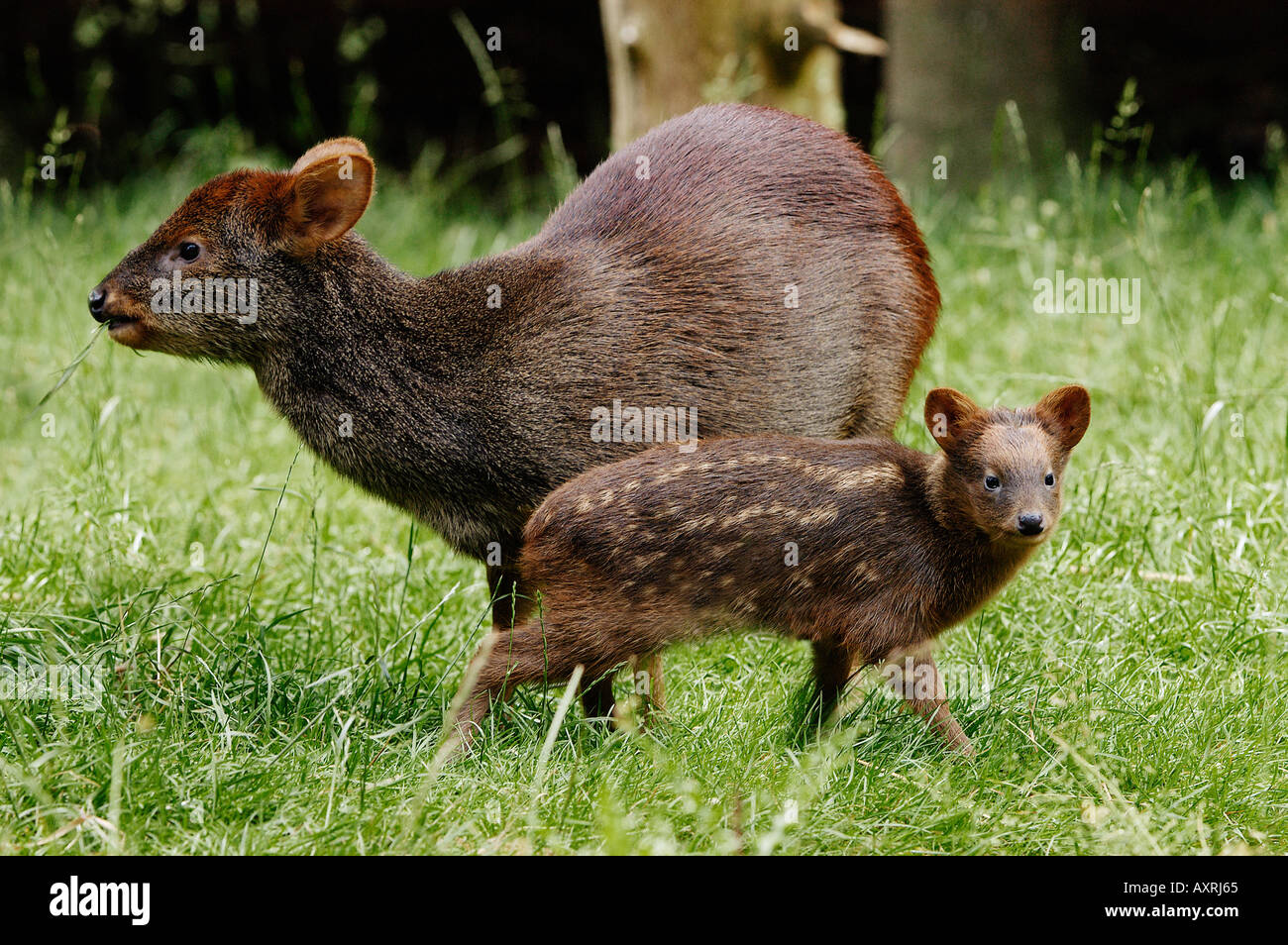 Südliche Pudu (Pudu Puda). Weibchen mit Rehkitz Stockfotografie - Alamy