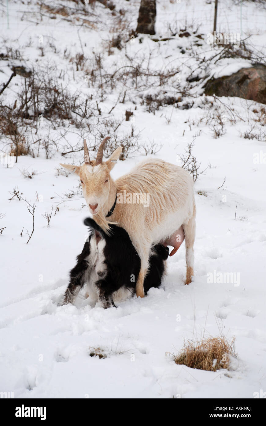 Baby goat suckling -Fotos und -Bildmaterial in hoher Auflösung – Alamy