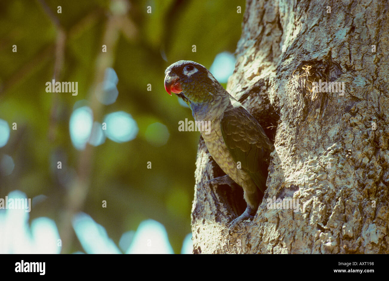 Der rotschnabelpapagei -Fotos und -Bildmaterial in hoher Auflösung – Alamy