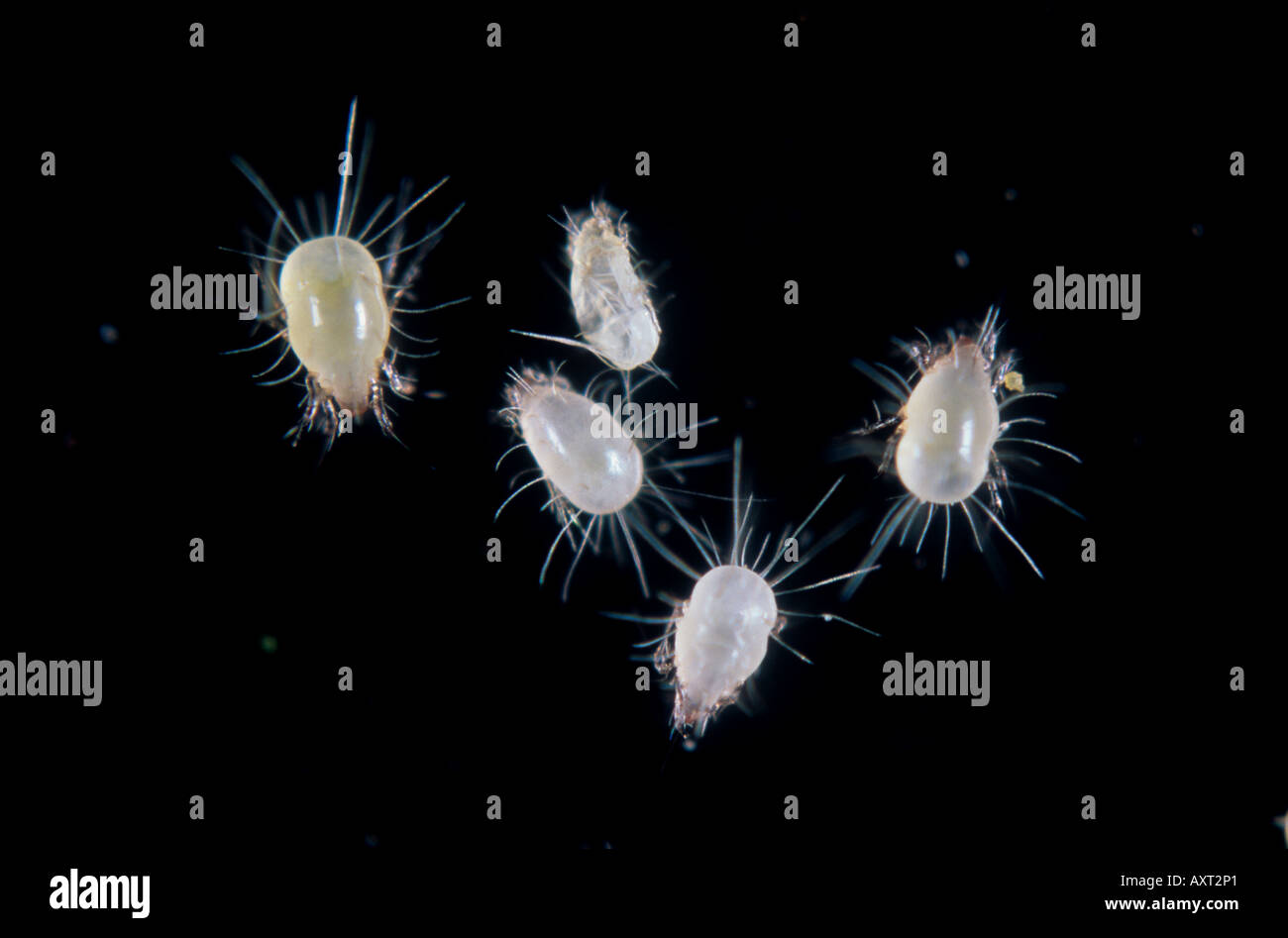 Dust mite -Fotos und -Bildmaterial in hoher Auflösung – Alamy