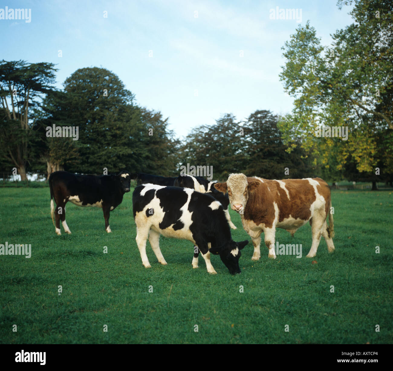 Simmentaler Bull mit bulling friesische Färsen auf Herbst Rasen Dorset ...