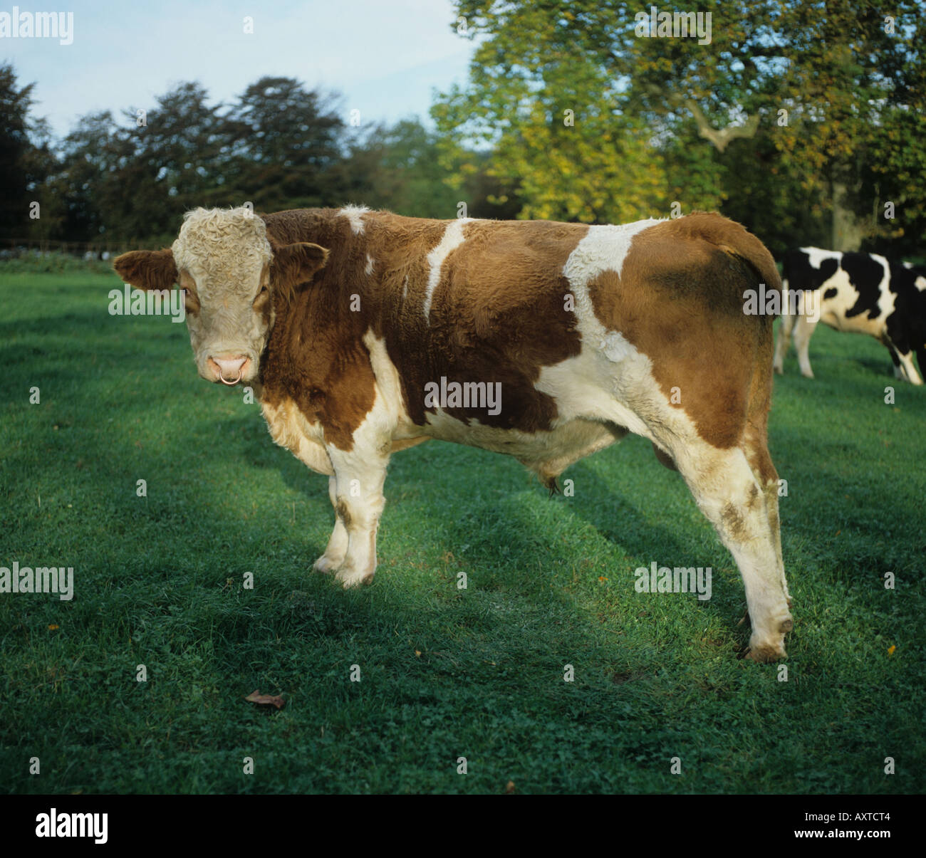 Simmental Bull Stockfotos und -bilder Kaufen - Alamy
