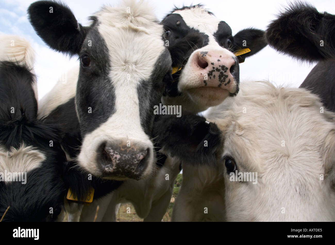 Neugieriges neugieriges tier -Fotos und -Bildmaterial in hoher ...