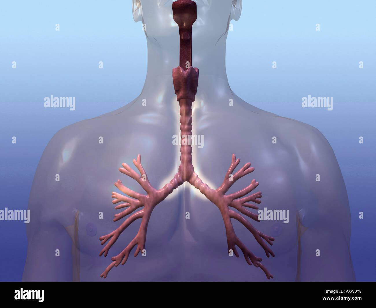 Bronchien Der Atemwege Stockfotos und -bilder Kaufen - Alamy