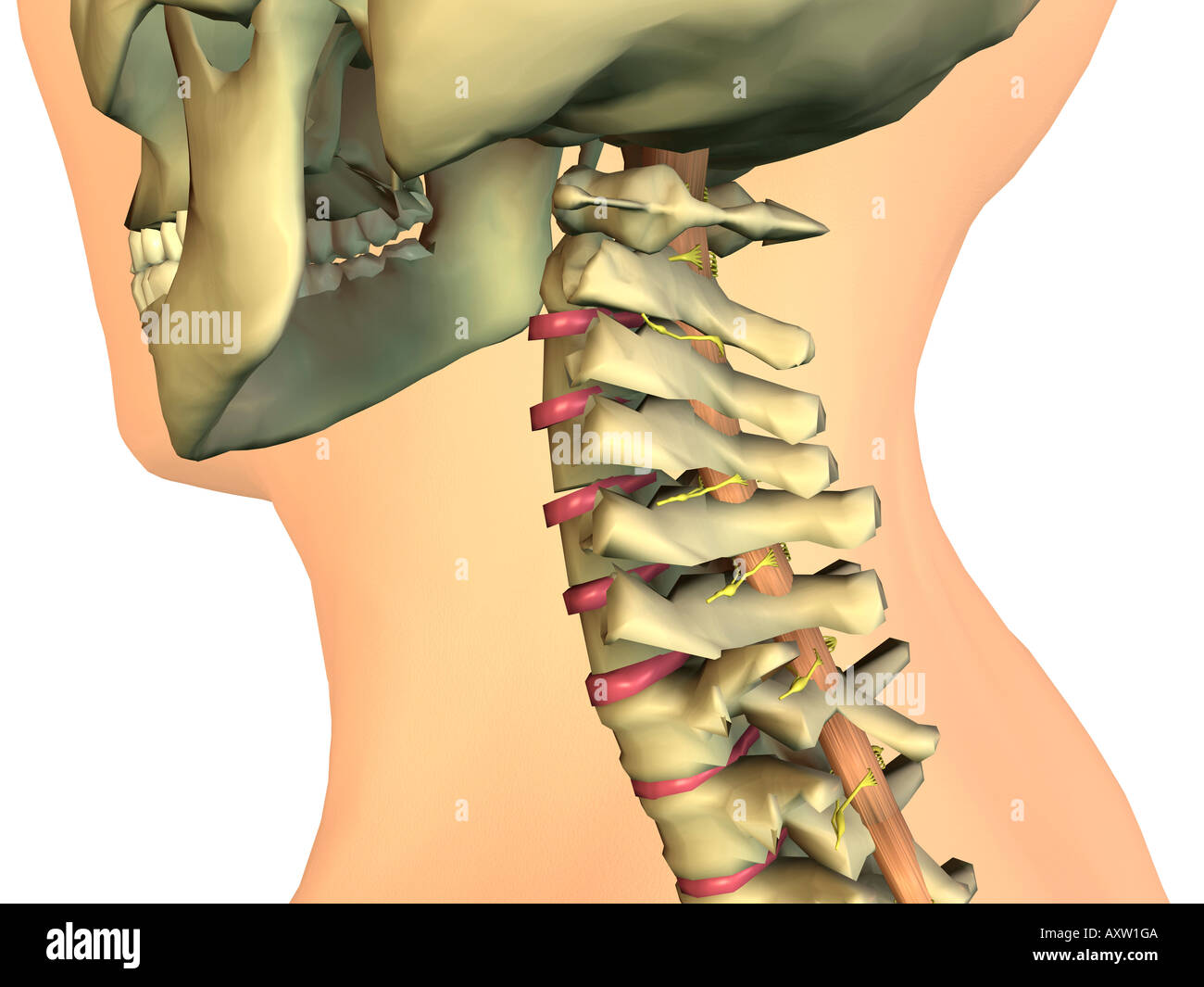 Atlas der menschlichen anatomie -Fotos und -Bildmaterial in hoher ...