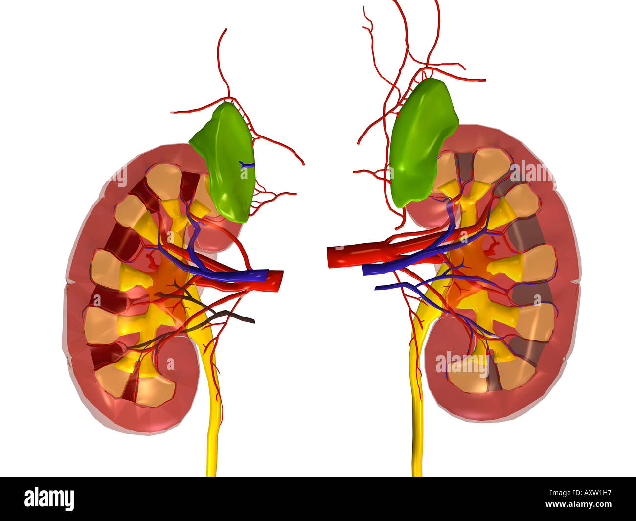 Menschliche niere nebenniere anatomie Ausgeschnittene Stockfotos und ...