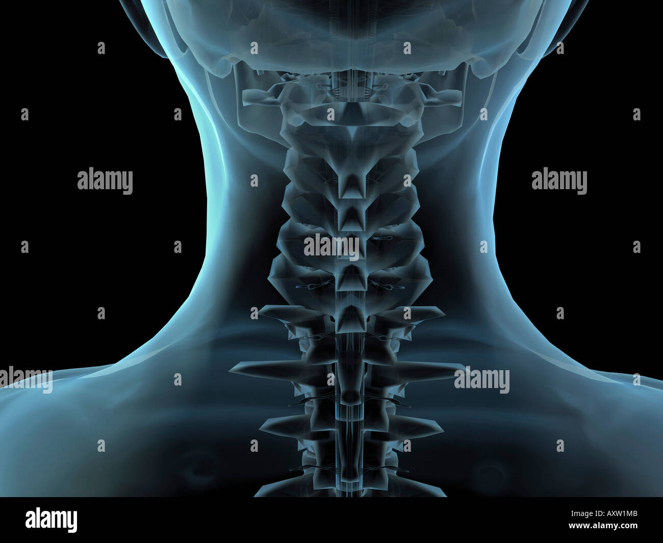 Human neck -Fotos und -Bildmaterial in hoher Auflösung – Alamy