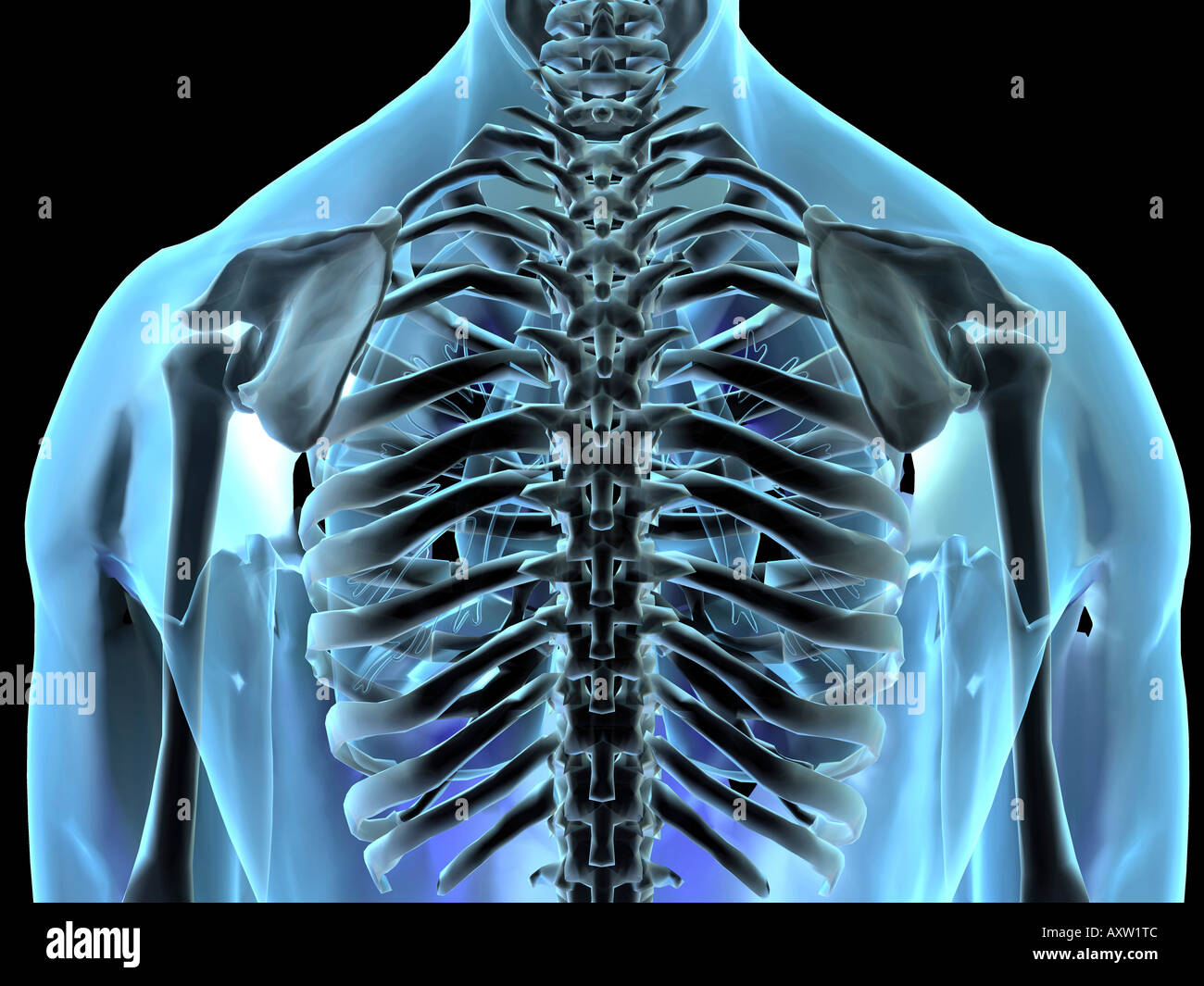 Hals des humerus -Fotos und -Bildmaterial in hoher Auflösung – Alamy