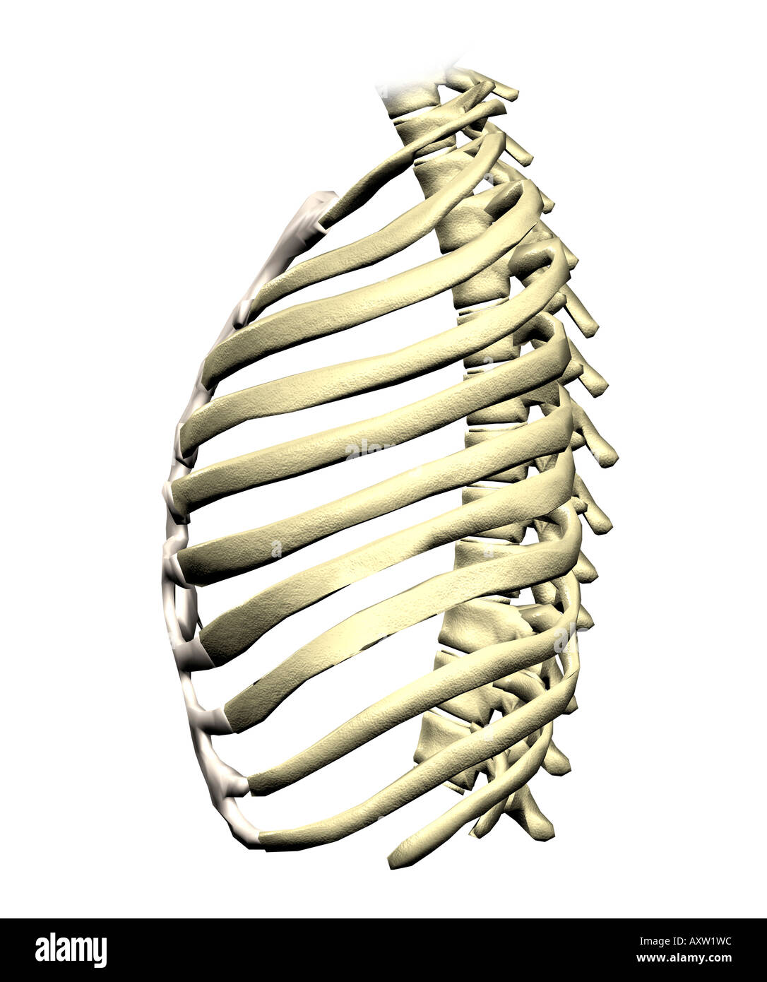 Brustkorb anatomie -Fotos und -Bildmaterial in hoher Auflösung – Alamy