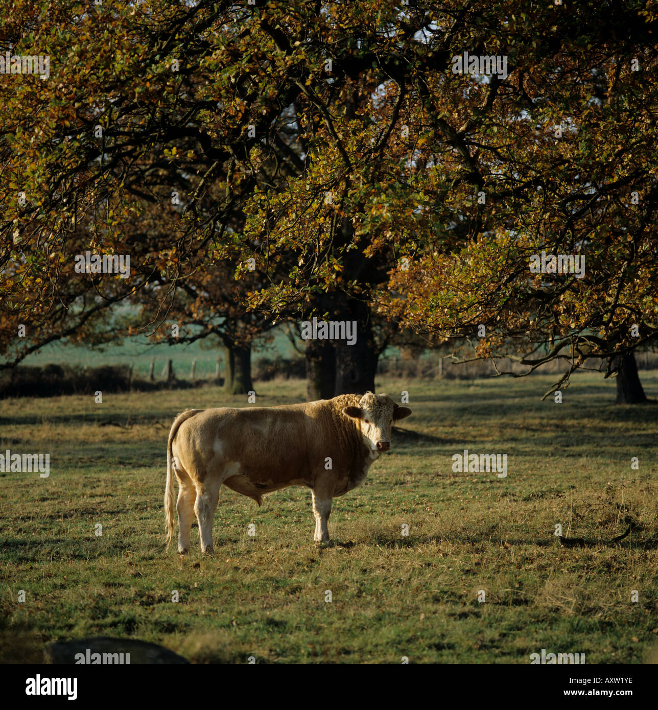 Simmentaler Bull unter einer Eiche im vollen Herbst Farbe Hertfordshire ...