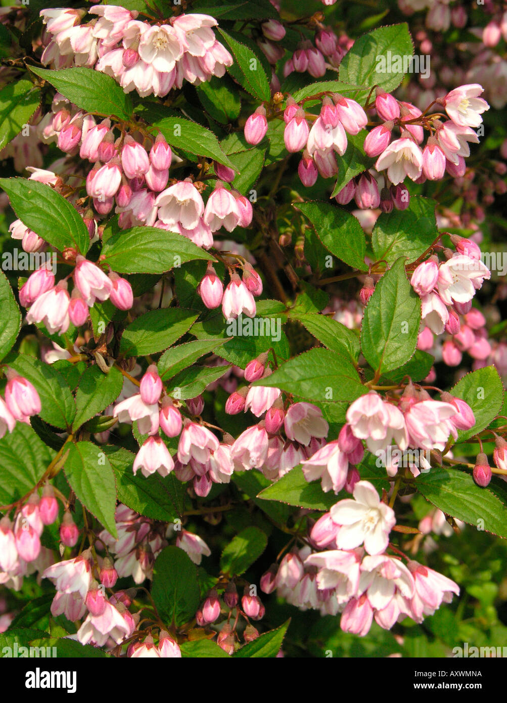 White Flowering Deutzia Shrub Stockfotos & White Flowering Deutzia ...