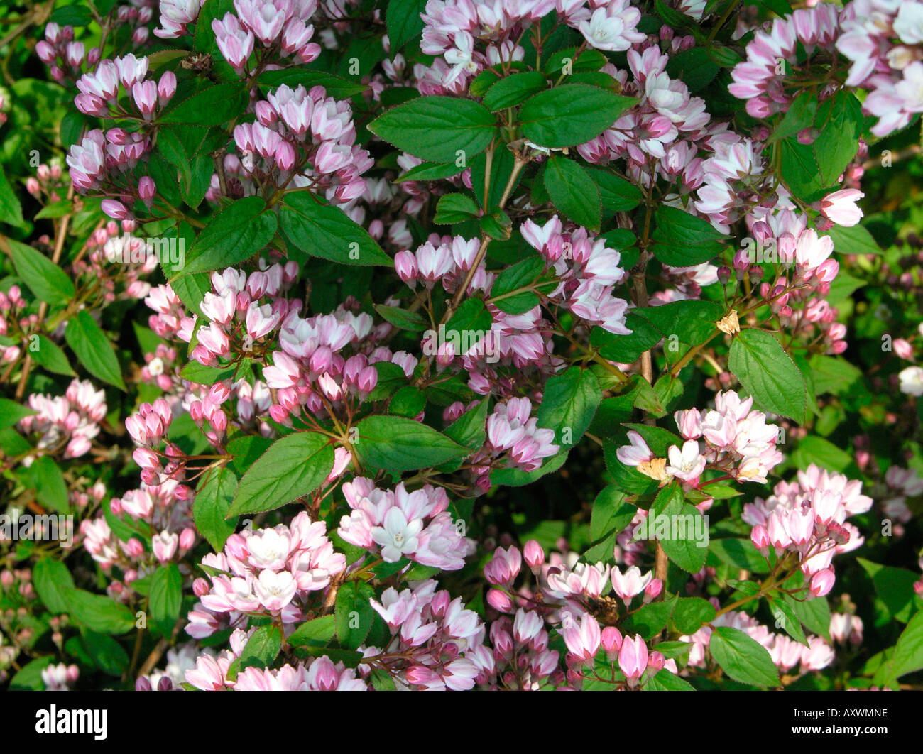 White flowering deutzia shrub -Fotos und -Bildmaterial in hoher ...