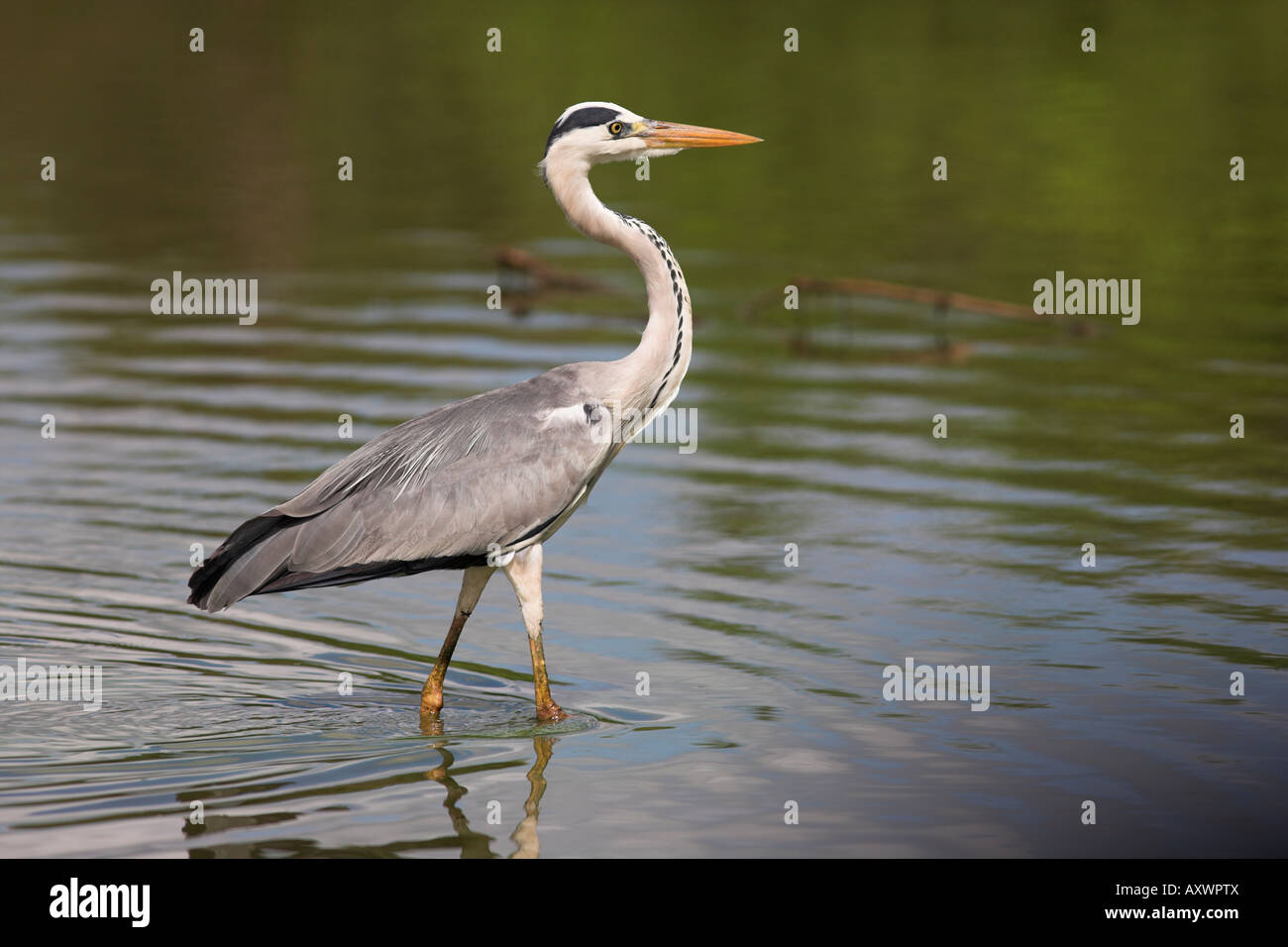 Graue Reiher (Ardea Cinerea), Kruger National Park, Mpumalanga ...