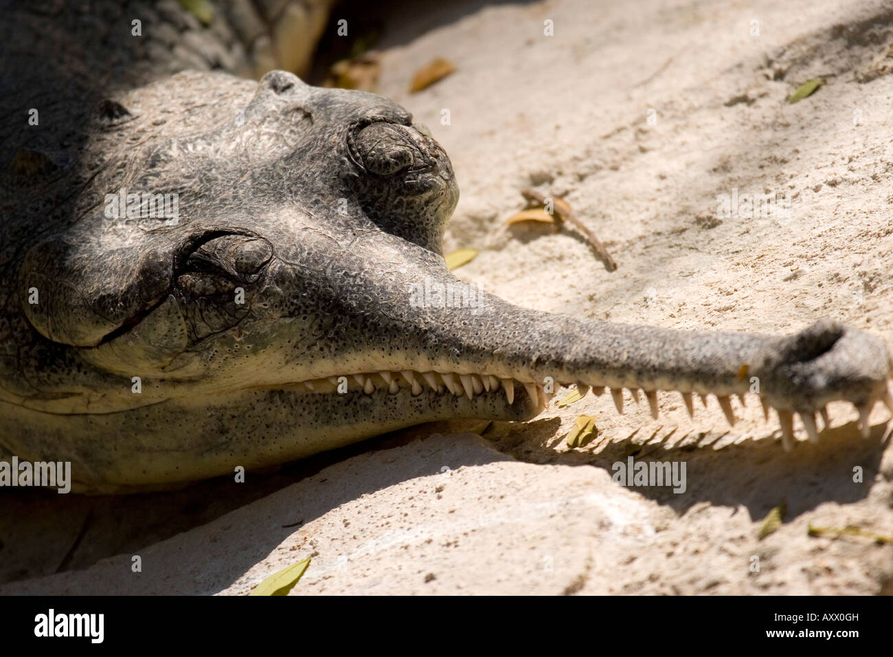 Ein Gangesgavial (Gavialis Gangeticus) in Indien. Der Gangesgavial ist ...