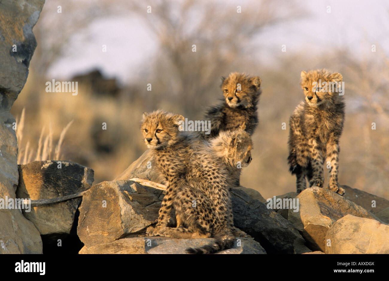 Baby Cheetah And Namibia Stockfotos und -bilder Kaufen - Alamy
