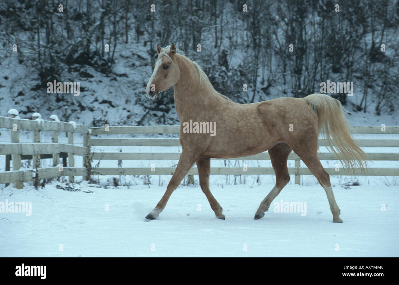 American Saddlebred Horse Stockfotos und -bilder Kaufen - Alamy
