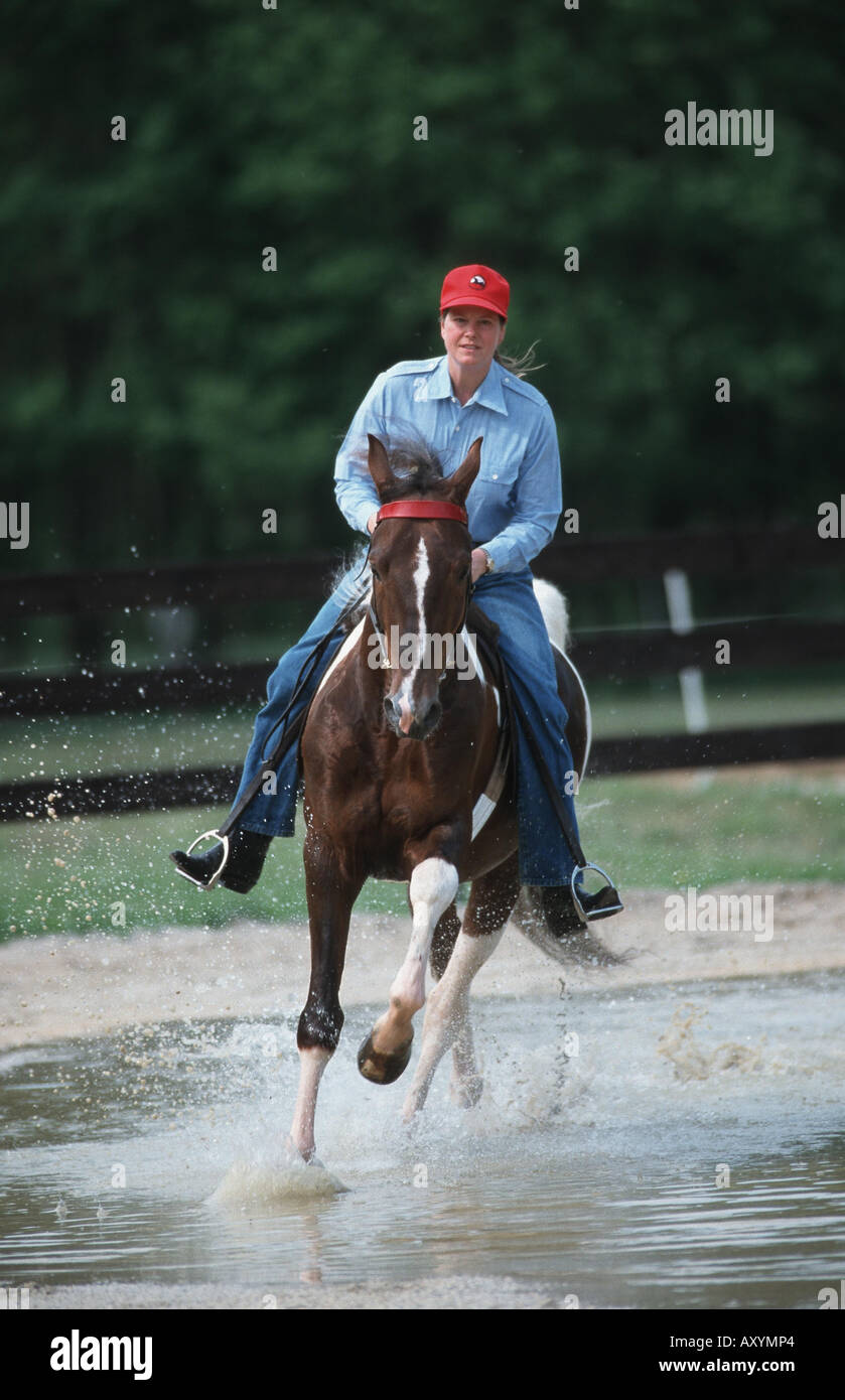 American saddlebred horse -Fotos und -Bildmaterial in hoher Auflösung ...