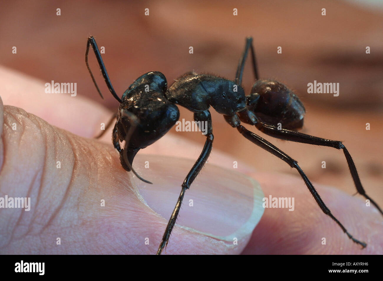 Carpenter ants camponotus spec -Fotos und -Bildmaterial in hoher ...