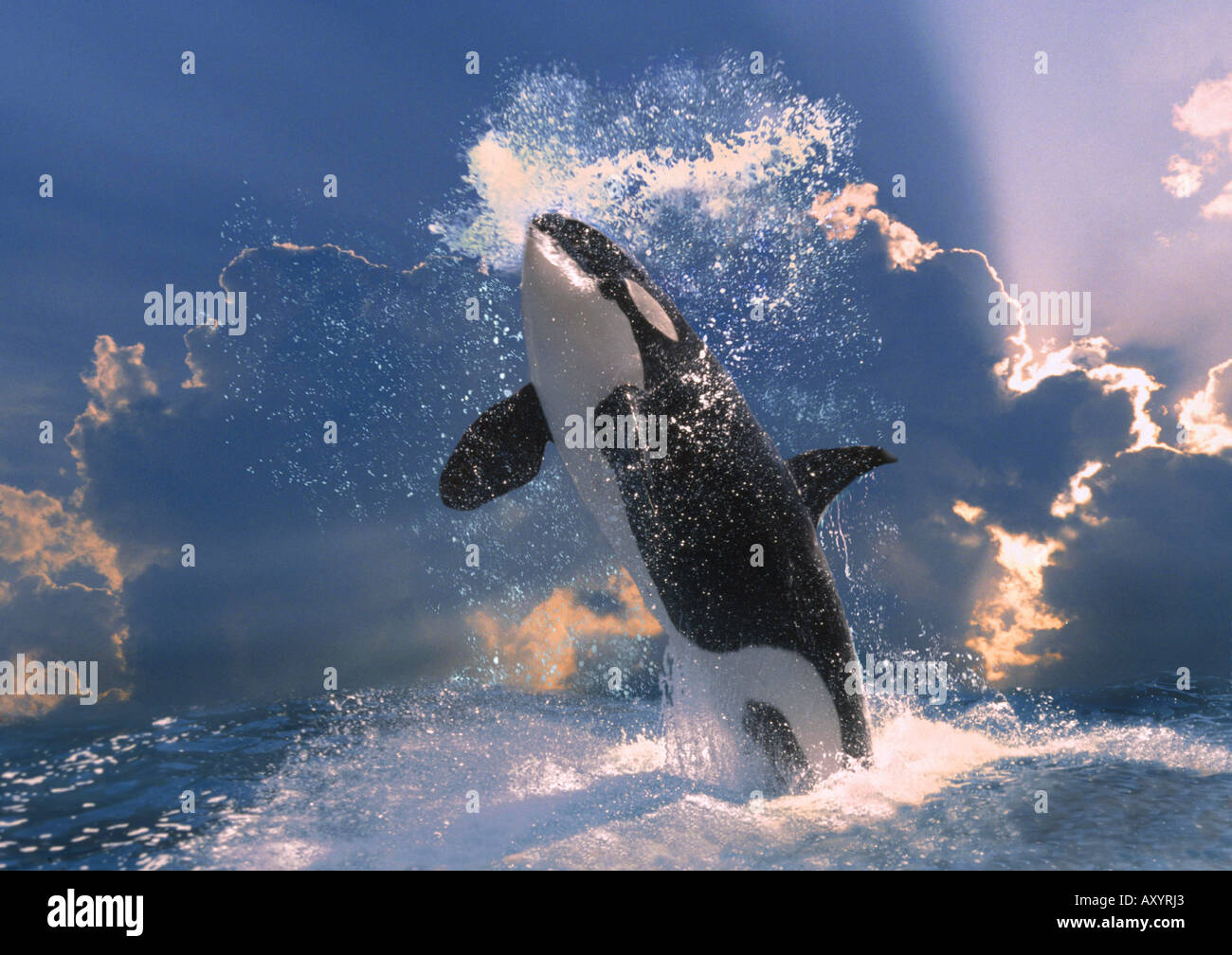 Springend h schmidbauer -Fotos und -Bildmaterial in hoher Auflösung – Alamy