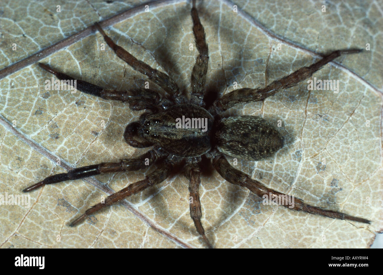 Wolf spider wolf spiders male -Fotos und -Bildmaterial in hoher ...