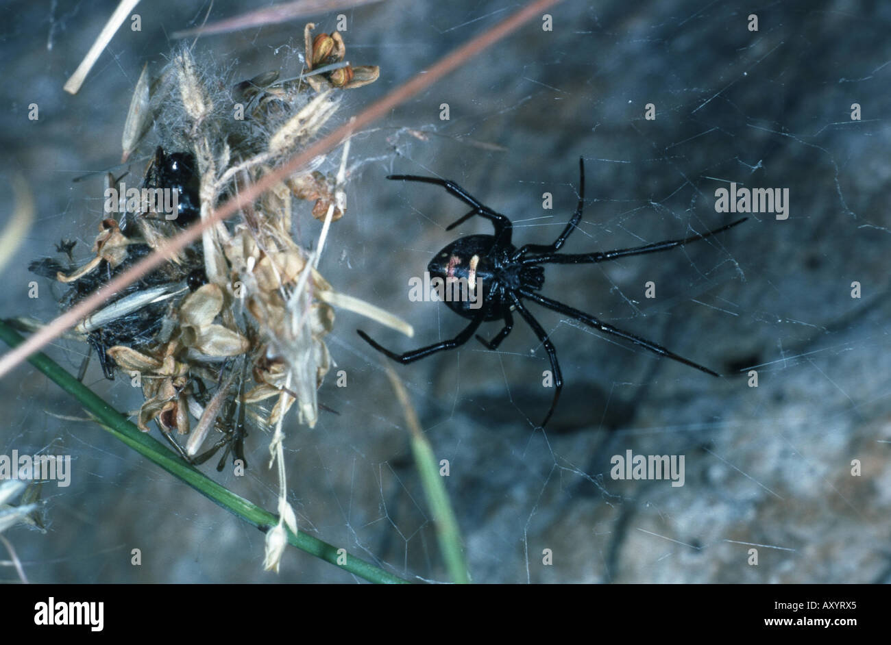 Europäische schwarze witwe -Fotos und -Bildmaterial in hoher Auflösung ...