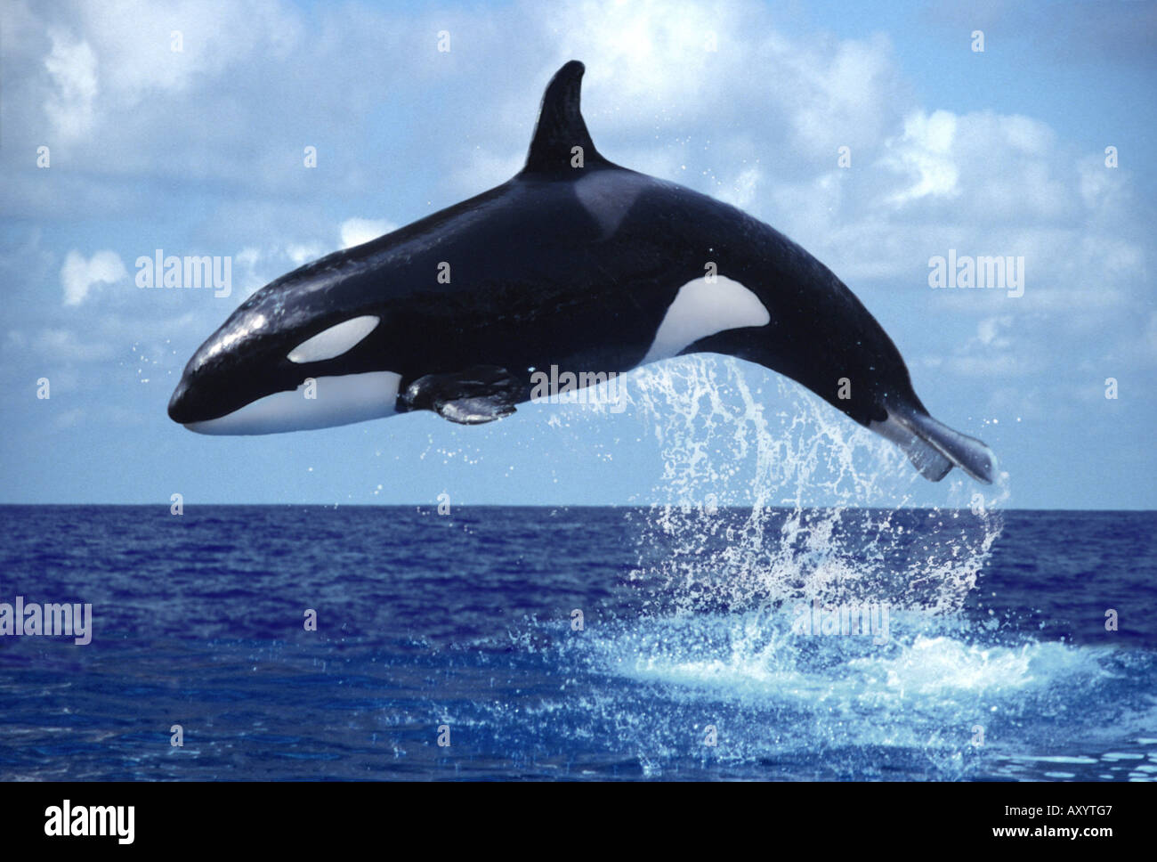 Springend h schmidbauer -Fotos und -Bildmaterial in hoher Auflösung – Alamy