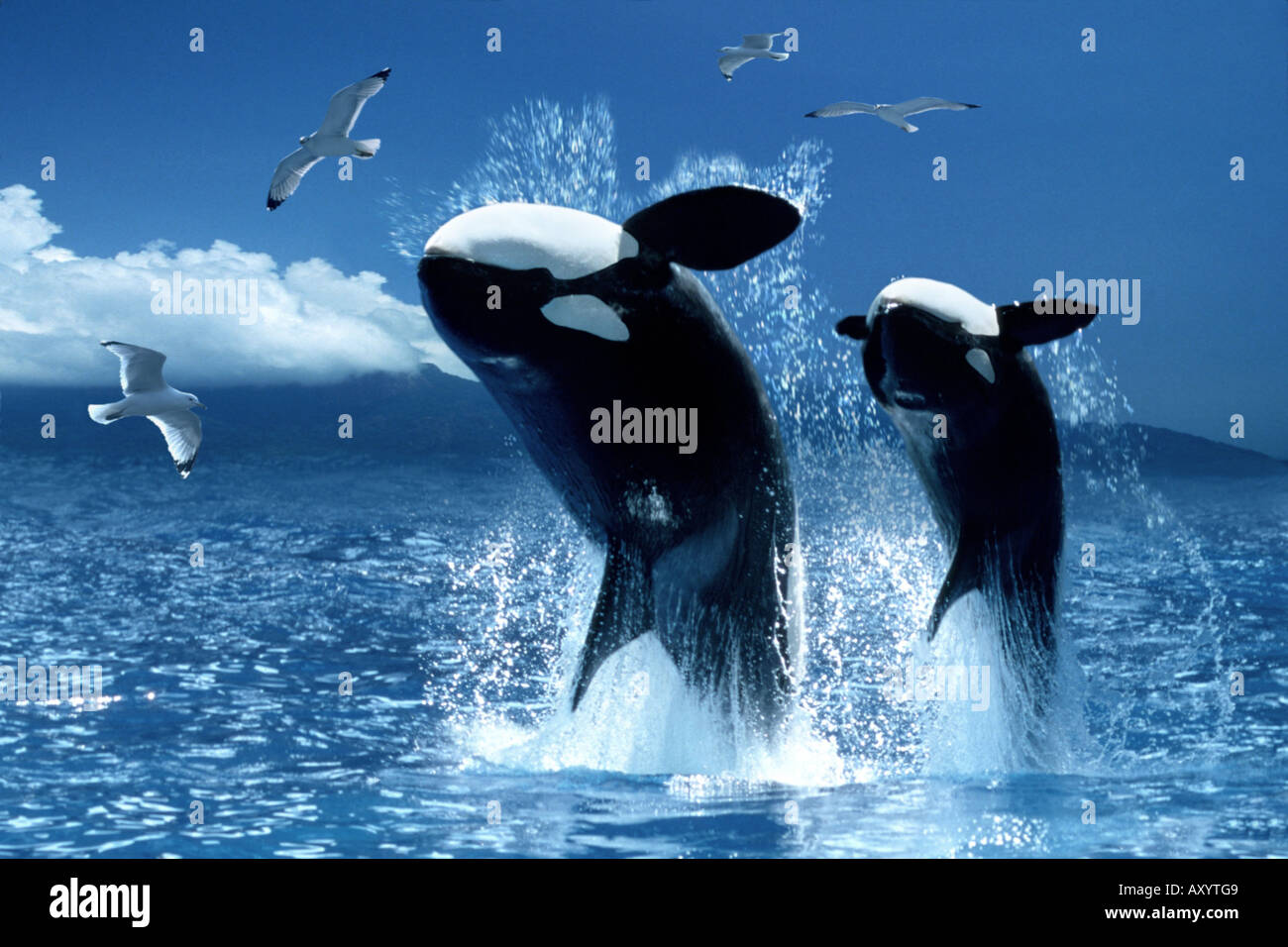 Synchrones springen -Fotos und -Bildmaterial in hoher Auflösung – Alamy
